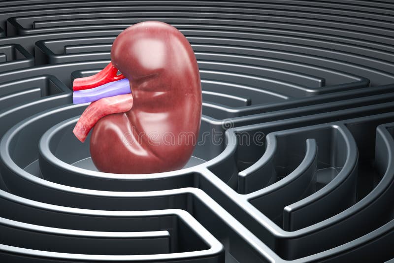 Human Kidney Inside Labyrinth, Maze. 3D Stock Illustration ...