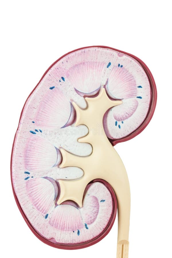 Human Kidney Isolated on White Background Stock Photo - Image of ...