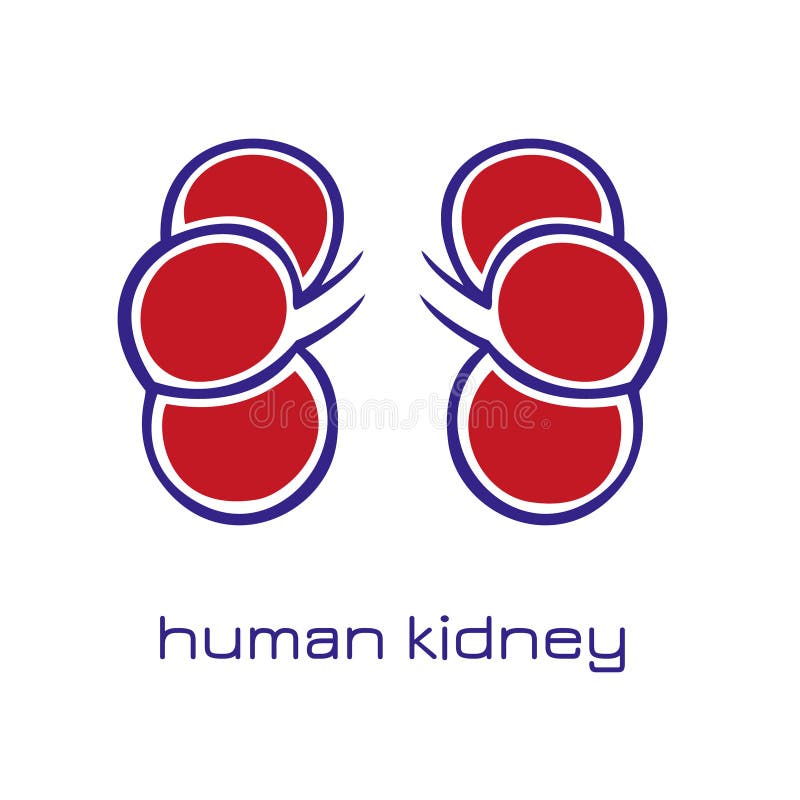 Human Kidney Symbol. Vector Illustration. Stock Vector - Illustration ...