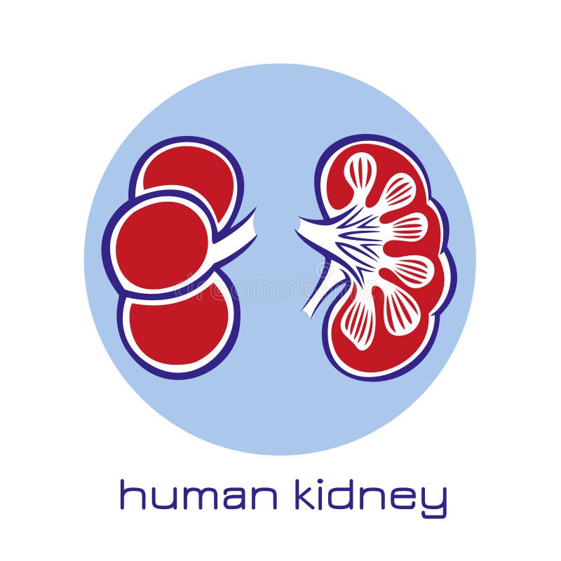 Human Kidney Symbol. Vector Illustration. Stock Vector - Illustration ...