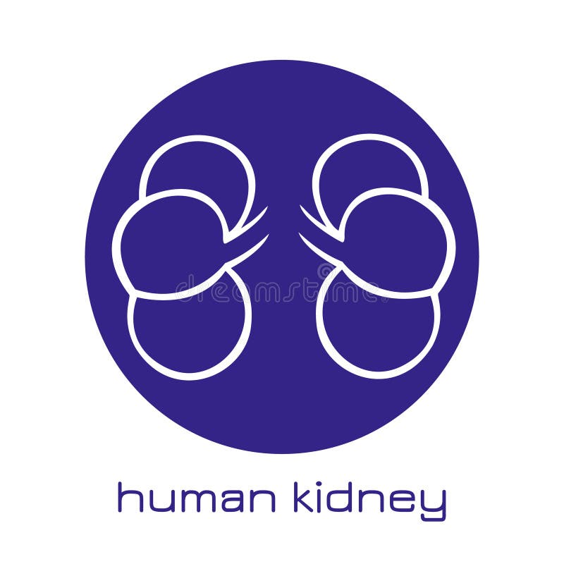 Human Kidney Symbol. Vector Illustration. Stock Vector - Illustration ...