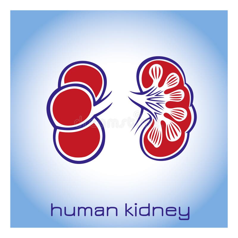 Human Kidney Symbol. Vector Illustration. Stock Vector - Illustration ...
