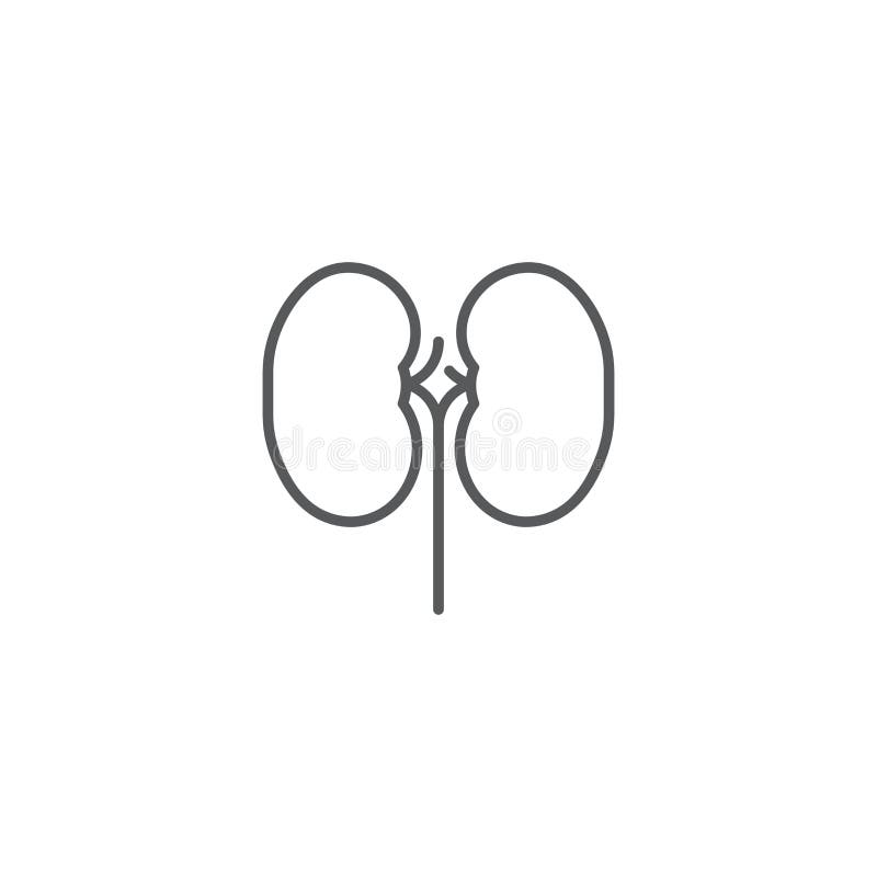 Human Kidney Vector Icon Symbol Isolated on White Background Stock ...