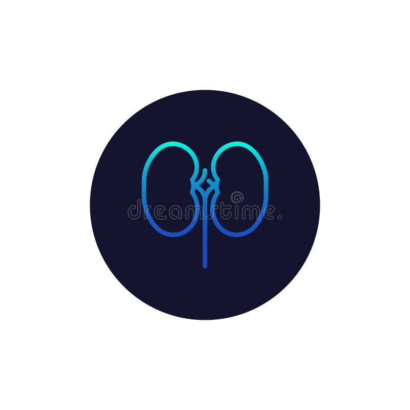 Human Kidney Vector Icon Symbol Isolated on White Background Stock ...