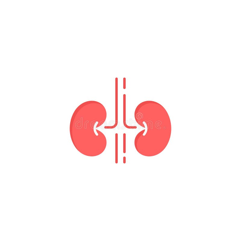Human Kidney Vector Icon Symbol Isolated on White Background Stock ...