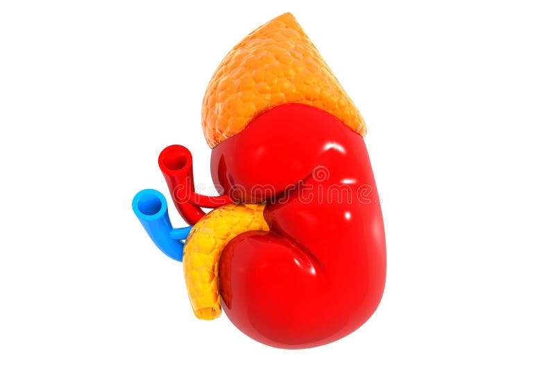 Human kidney stock illustration. Illustration of kidney - 277706461