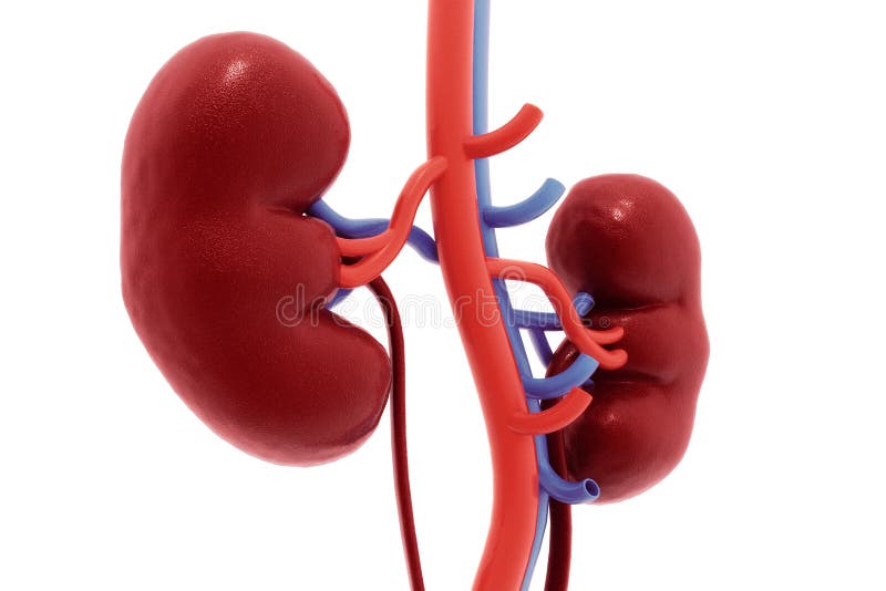 Human kidney stock illustration. Illustration of medical - 188504878