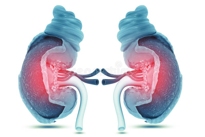 Human Kidney on White Background Stock Illustration - Illustration of ...