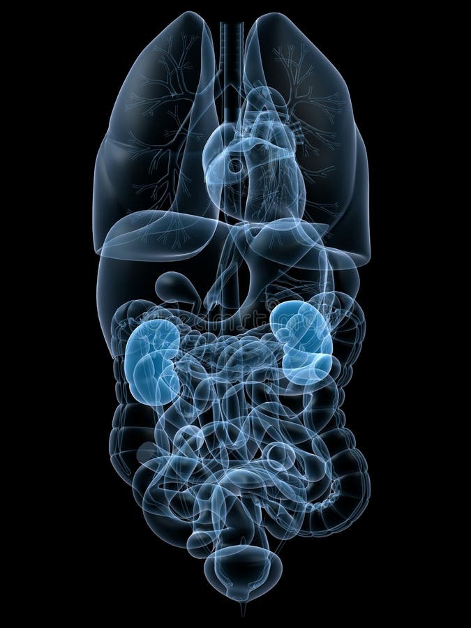 Human kidneys stock illustration. Illustration of renal - 5498724