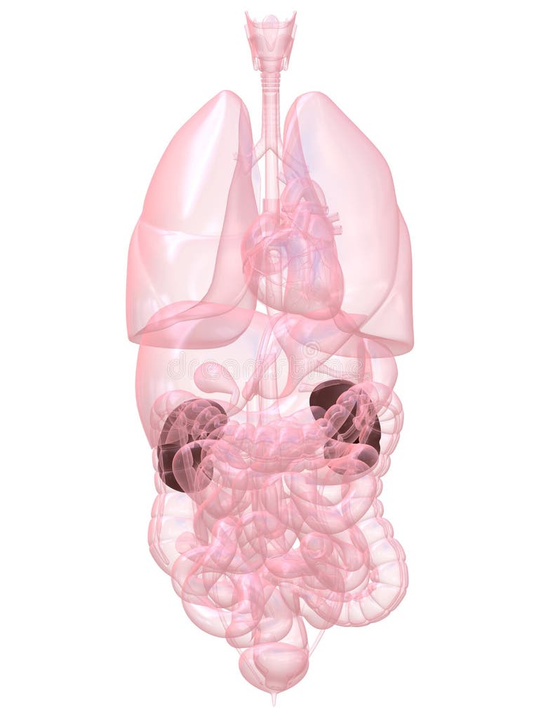 Pancreas Kidneys Stock Illustrations – 912 Pancreas Kidneys Stock ...