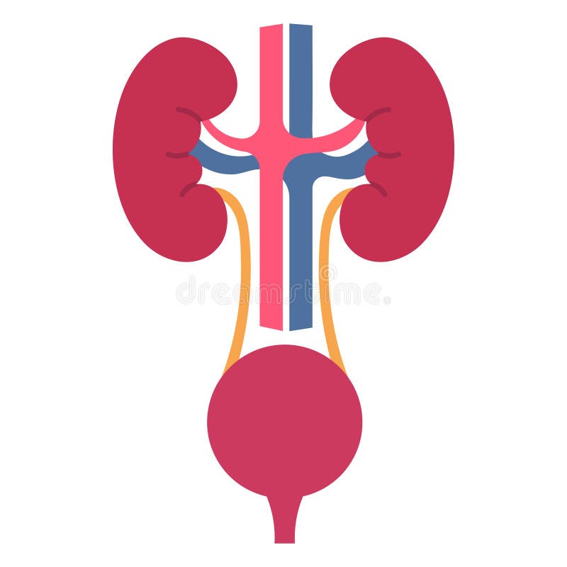 Human Kidneys and Bladder Flat Icon on White Background Stock ...