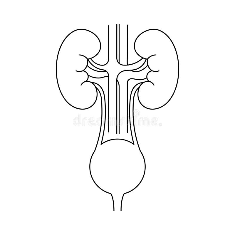 Human Kidneys and Bladder Outline Icon on White Background Stock Vector ...