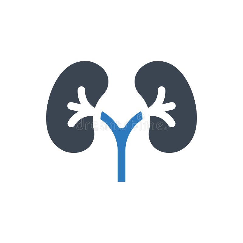 Human kidneys icon stock vector. Illustration of human - 254772588