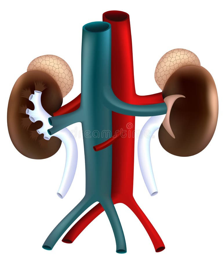 Human Kidneys Teaching Model Stock Vector - Illustration of artery ...