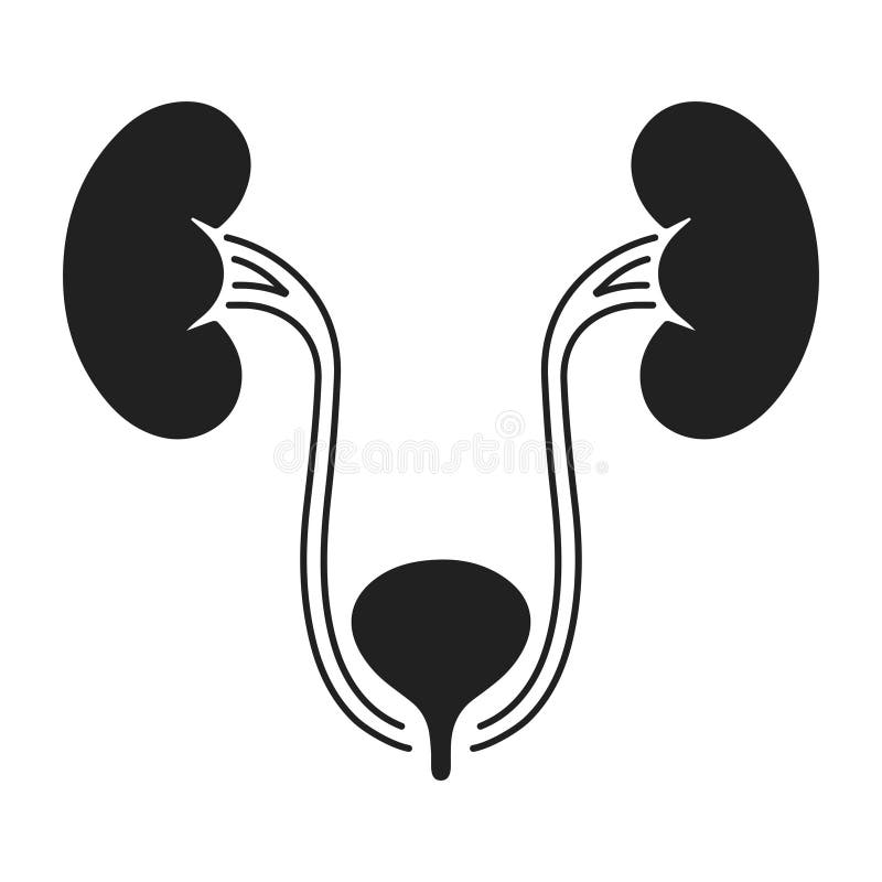 Human Kidneys, Ureters, and Bladder Urinary System Illustration Stock ...