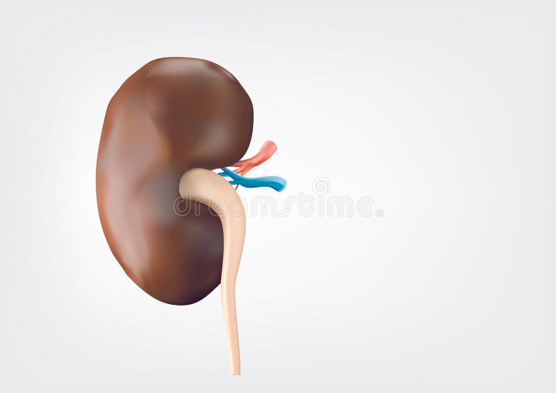 Human Kidneys on a White Background, Smooth and Clean. Used in Science ...
