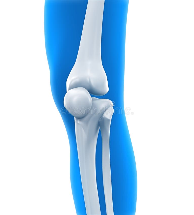 Human Body Render Joints Stock Illustrations – 324 Human Body Render ...