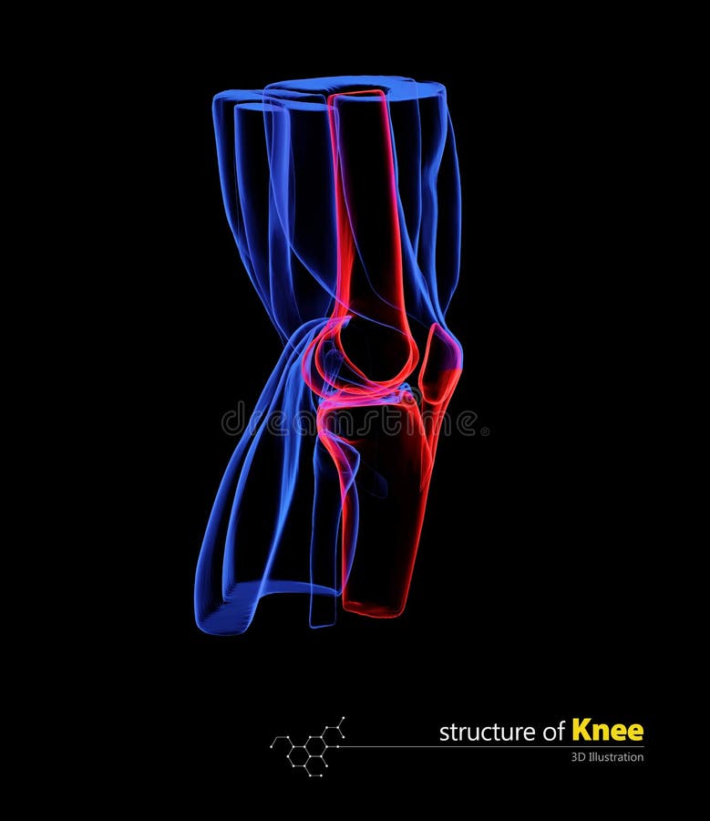 Human Knee Anatomy View Isolated Black, 3d Illustration Stock Photo ...
