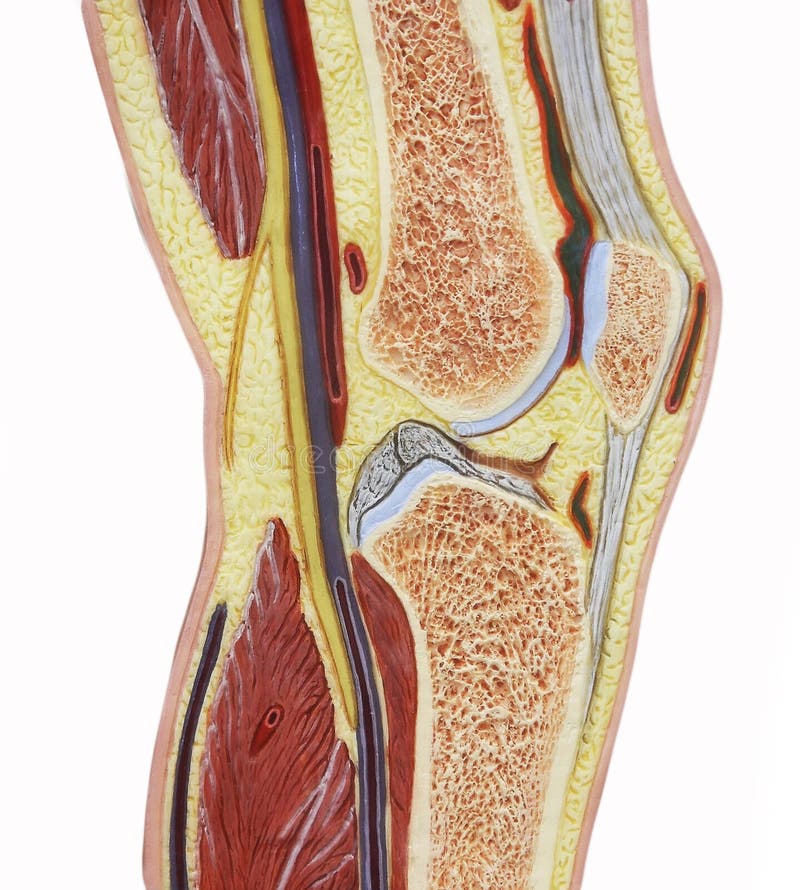 Human Knee Joint Color Silo Stock Photo - Image of joint, ligament ...