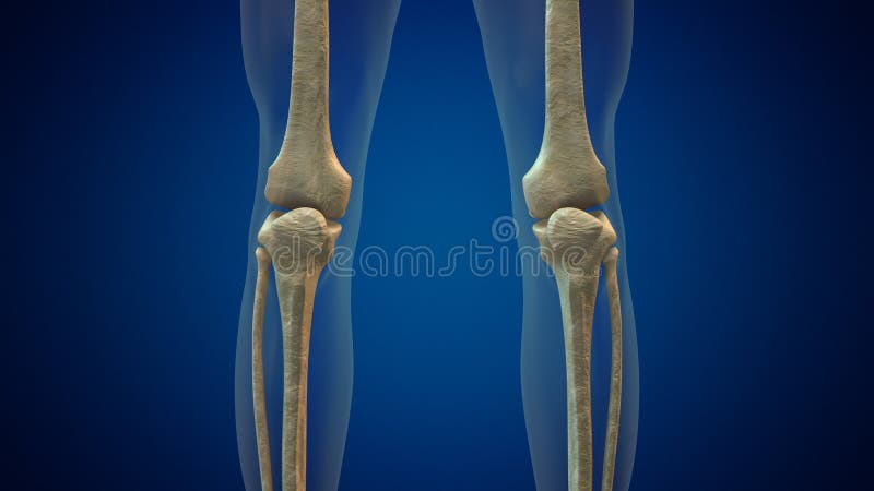 Human Knee Joint Medical Background Stock Illustration - Illustration ...