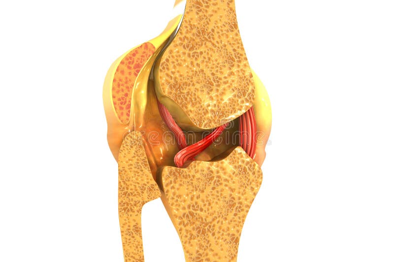 Human Knee Joint Cross Section Stock Illustration - Illustration of ...