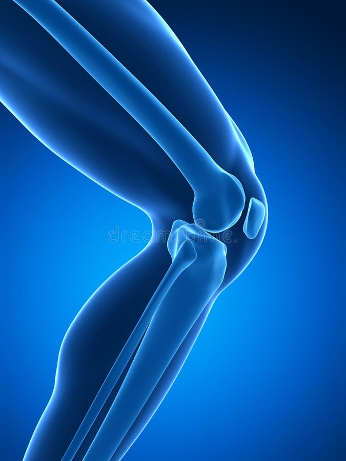 Human knee stock illustration. Illustration of science - 2462702
