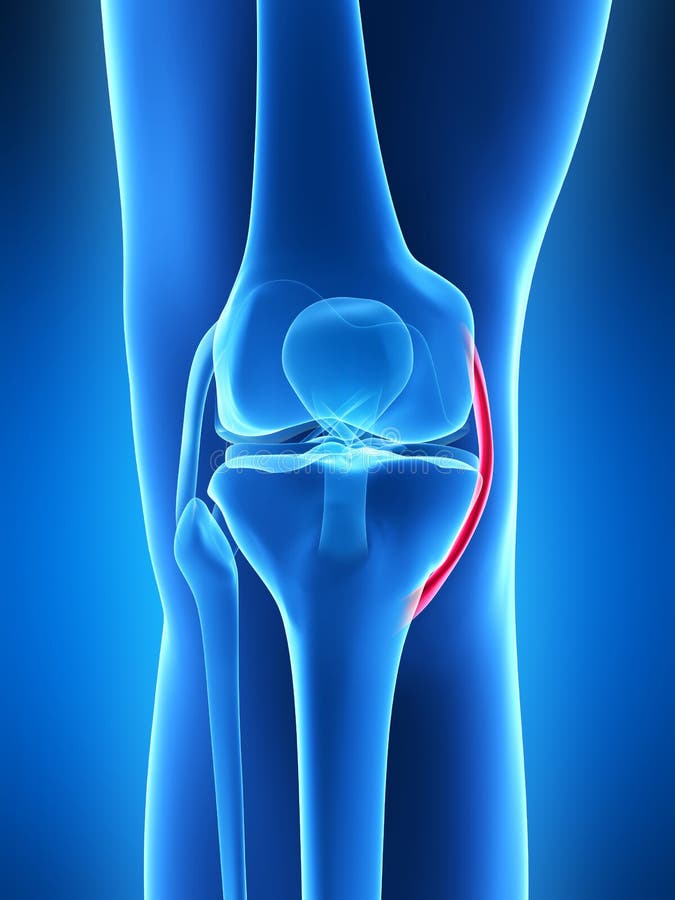 Human knee joint stock illustration. Illustration of patella - 30722523
