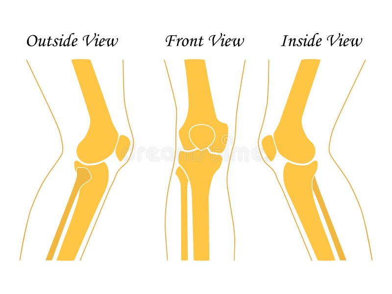 Human Knee Leg Front and Back View. Vector Illustration Stock Vector ...
