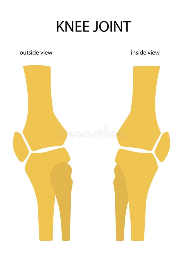 Human Knee View from the Outside and Inside. Vector Illustration Stock ...