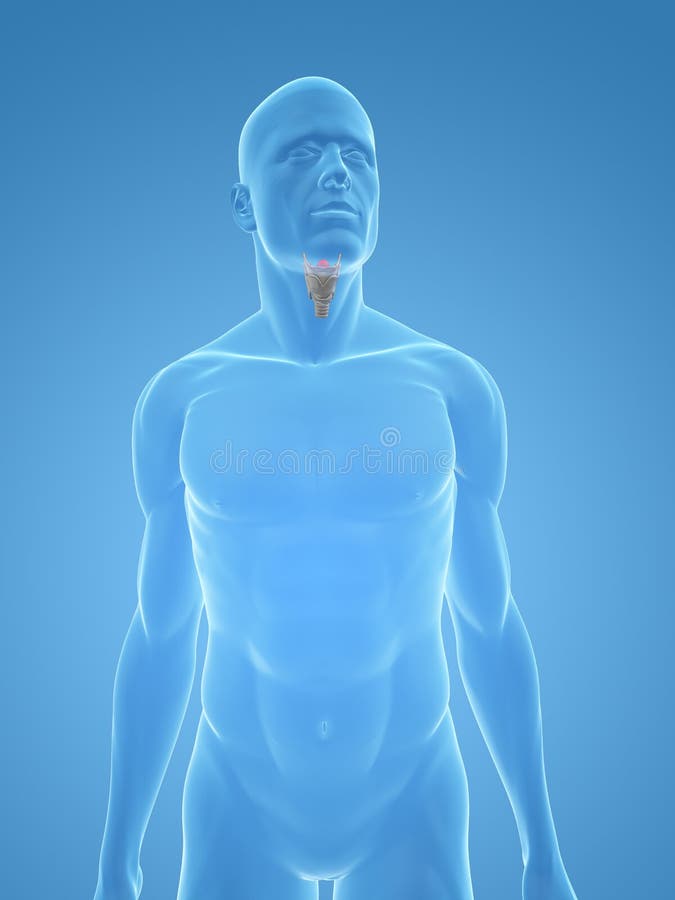 Human larynx stock illustration. Illustration of body - 10244697