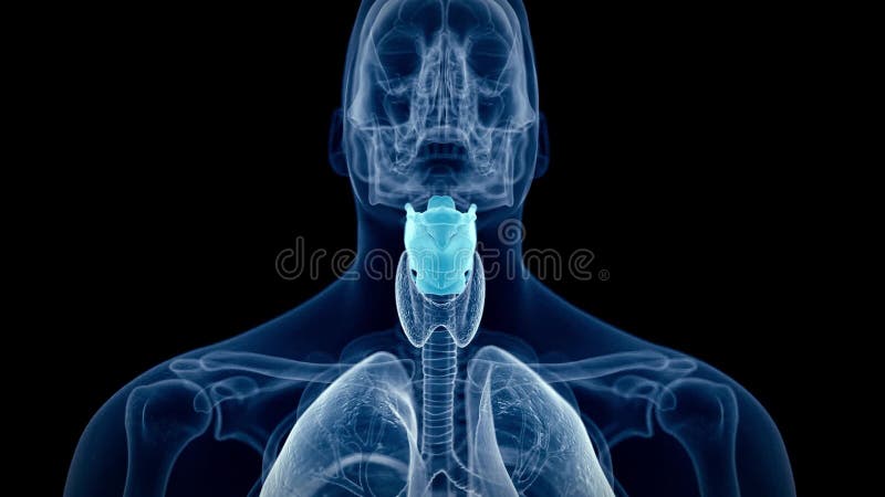 The human larynx stock video. Video of trachea, cricoid - 140248415
