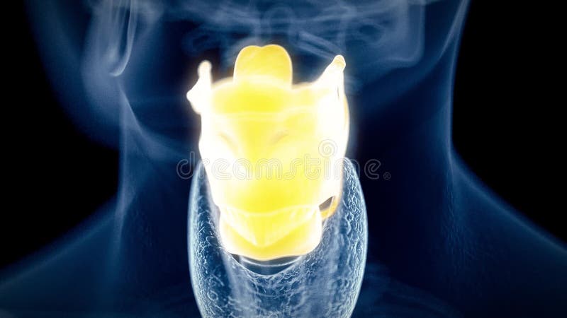 The human larynx stock video. Video of trachea, cricoid - 140248415