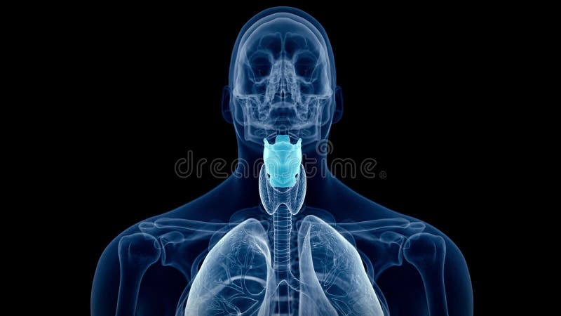 The human larynx stock video. Video of health, larynx - 140260701