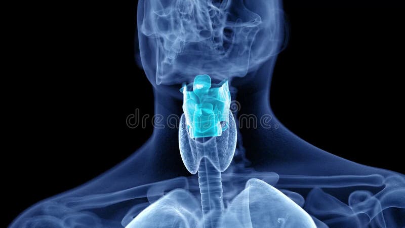 The human larynx stock video. Video of human, transparent - 140266323