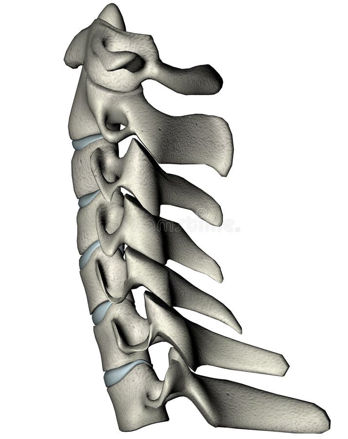 The Human Spine Vertebral Column with the Name and Description of All ...