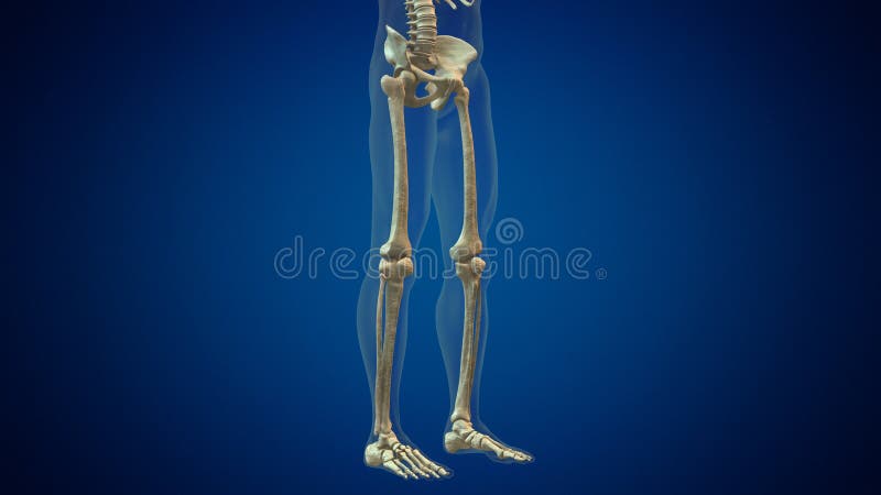 Human Leg Bones Anatomy Medical Background Stock Photo - Image of ...