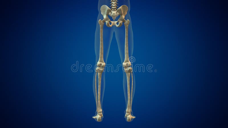 Human Leg Bones Anatomy Medical Background Stock Photo - Image of ...