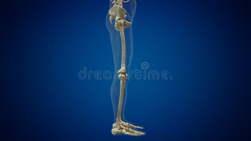 Human Leg Bones Anatomy Medical Background Stock Photo - Image of ...