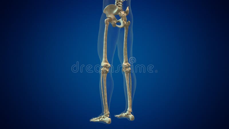 Human Leg Bones Anatomy Medical Background Stock Photo - Image of ...