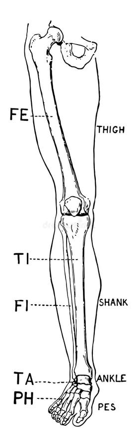 Human Leg Front View, Vintage Illustration Stock Vector - Illustration ...