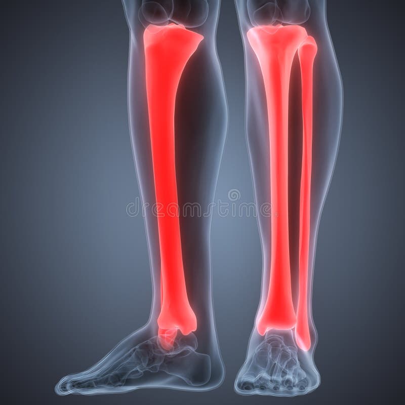 Human Leg Joint Pains (Tibia and Fibula Joints) Stock Illustration ...
