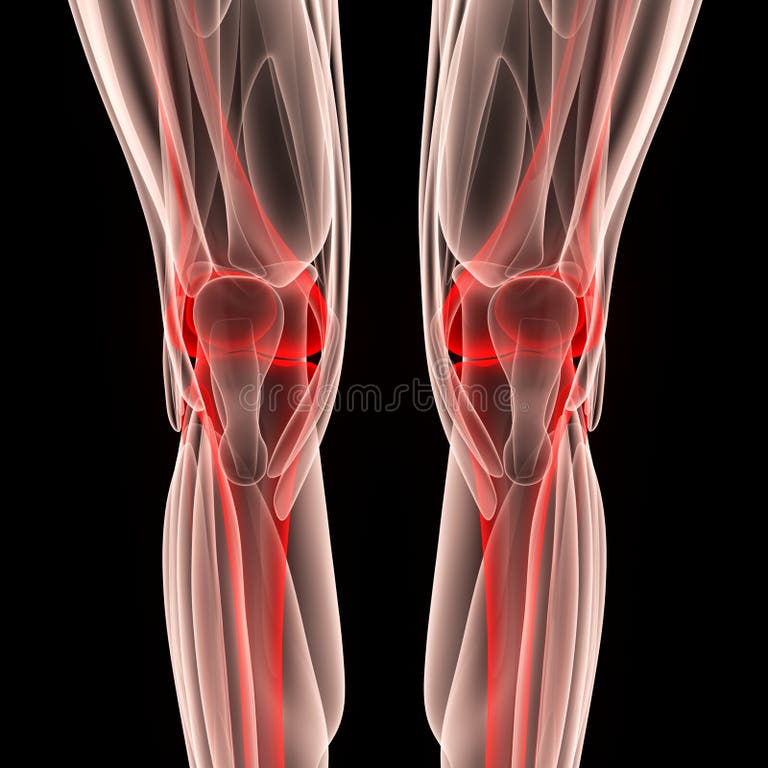 Human Leg Joints with Muscles Stock Illustration - Illustration of care ...