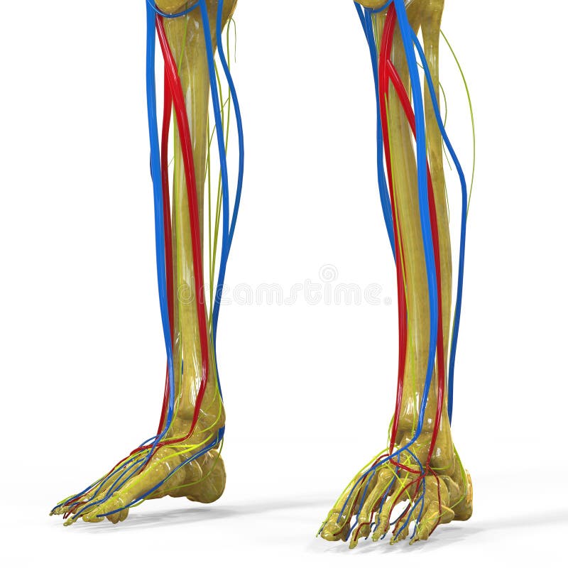 Human Leg Joints with Nervous System Stock Illustration - Illustration ...
