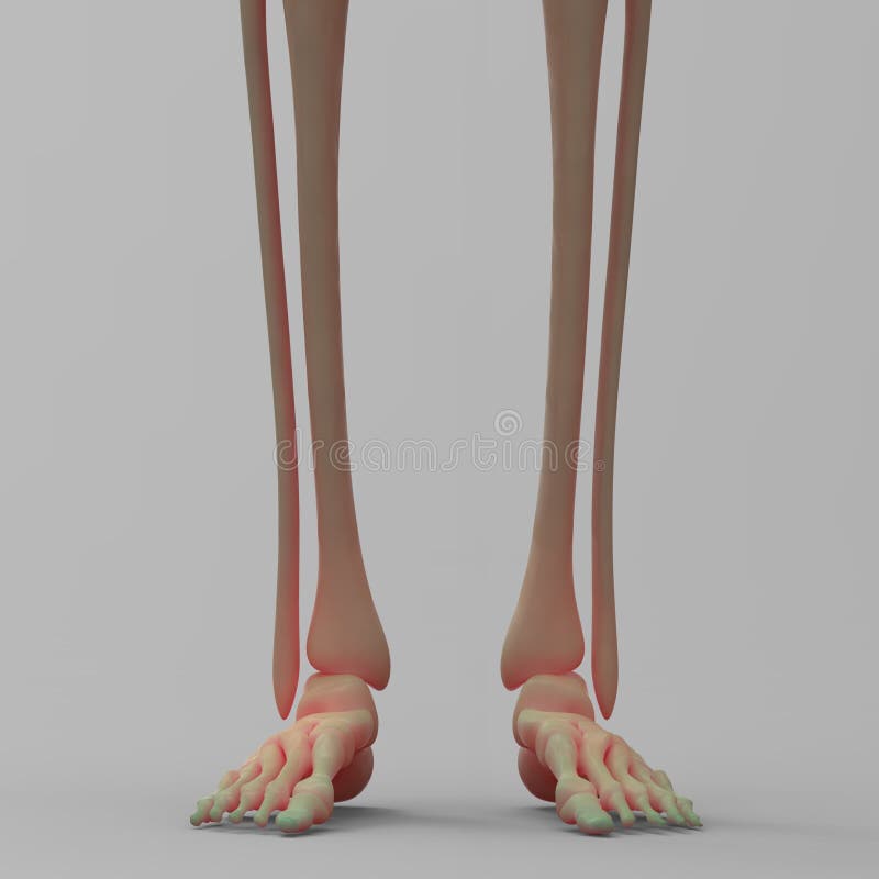 Human legs stock illustration. Illustration of ache, biology - 62898847