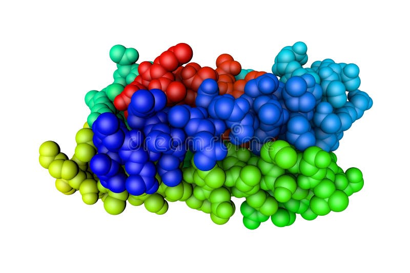 Human Leukemia Inhibitory Factor (LIF). Space-filling Molecular Model ...