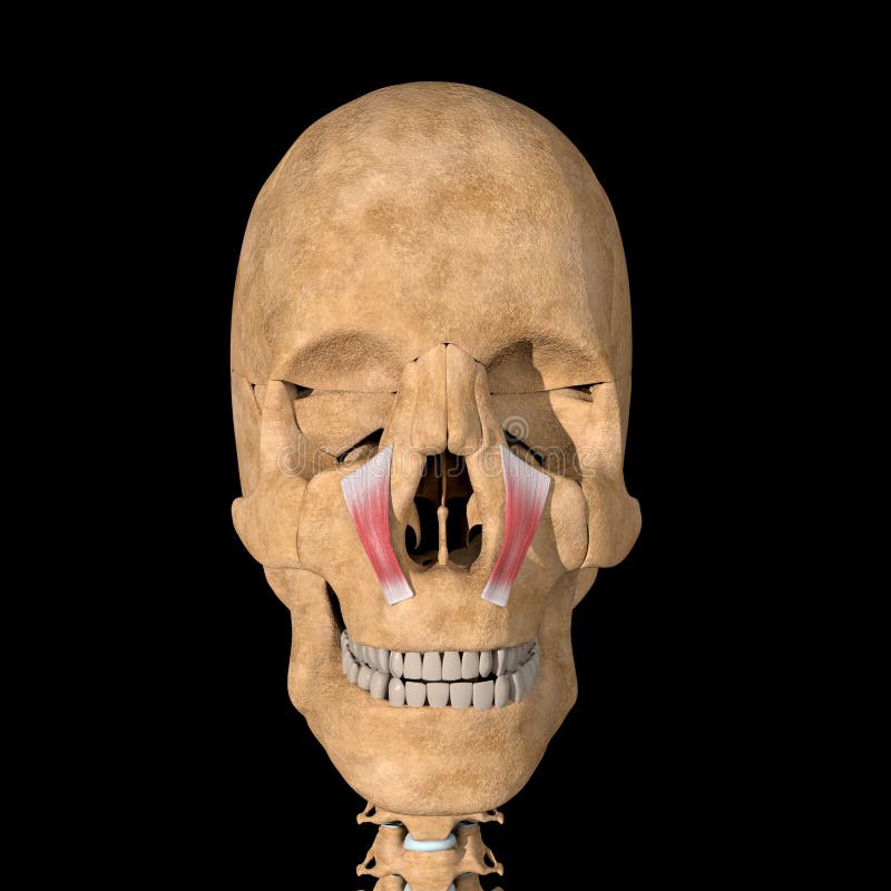 The Levator Labii Superioris Alaeque Nasi Stock Illustration ...