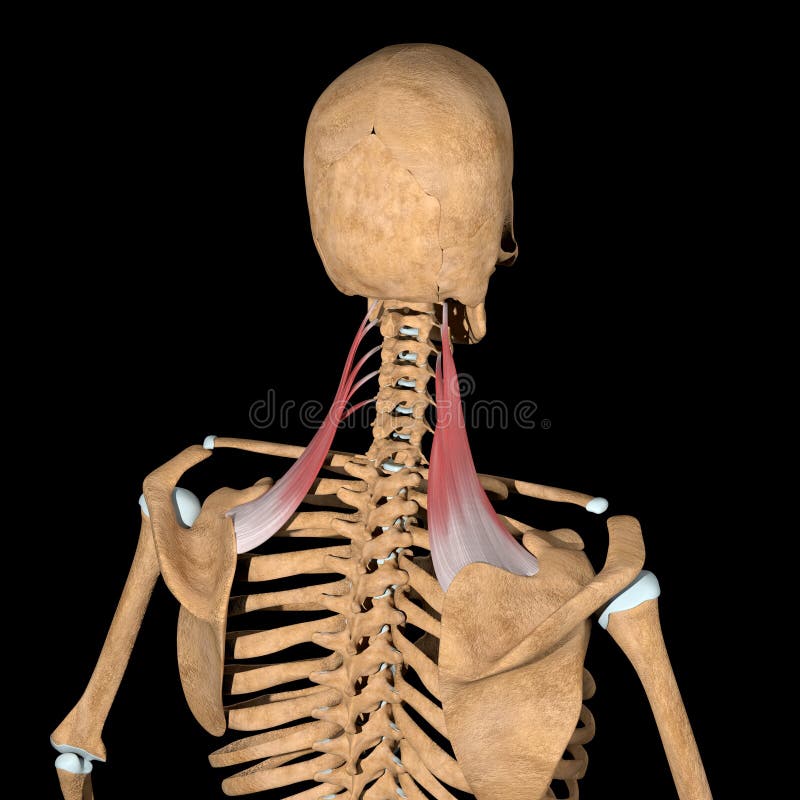 Human Levator Scapulae Muscles on Skeleton Stock Illustration ...