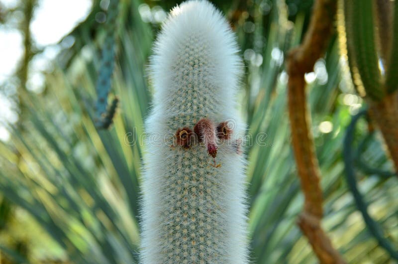 Human like cactus stock image. Image of column, face - 36916637