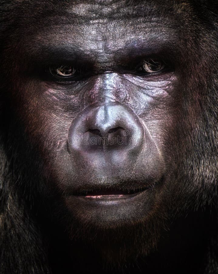 Human like gorilla stock image. Image of herbivorous - 112658879