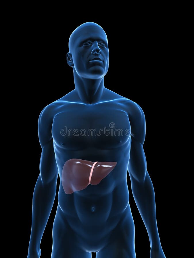Human liver stock illustration. Illustration of human - 10245768